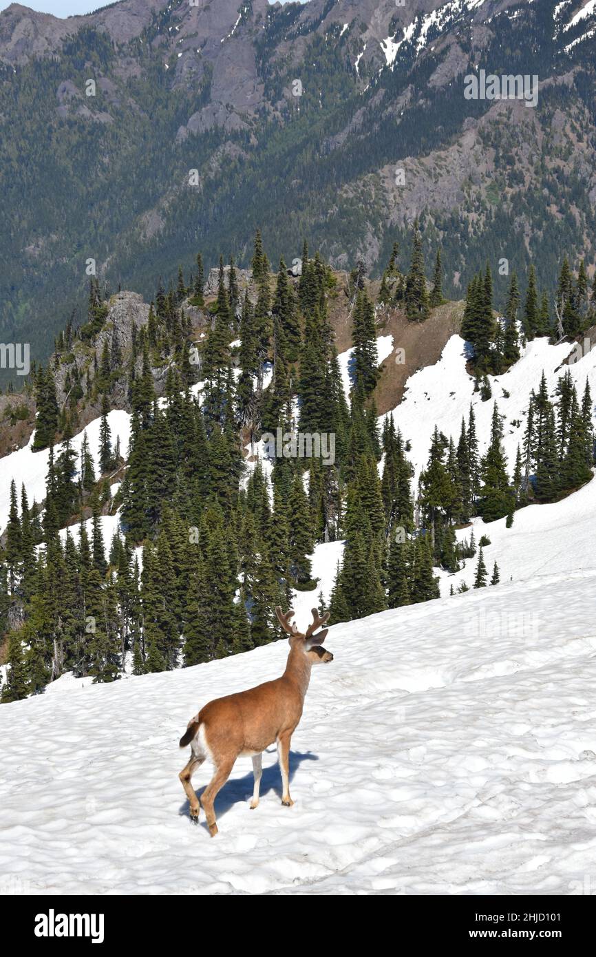 A deer atop Hurricane Ridge in Olympic National Park on the Olympic ...