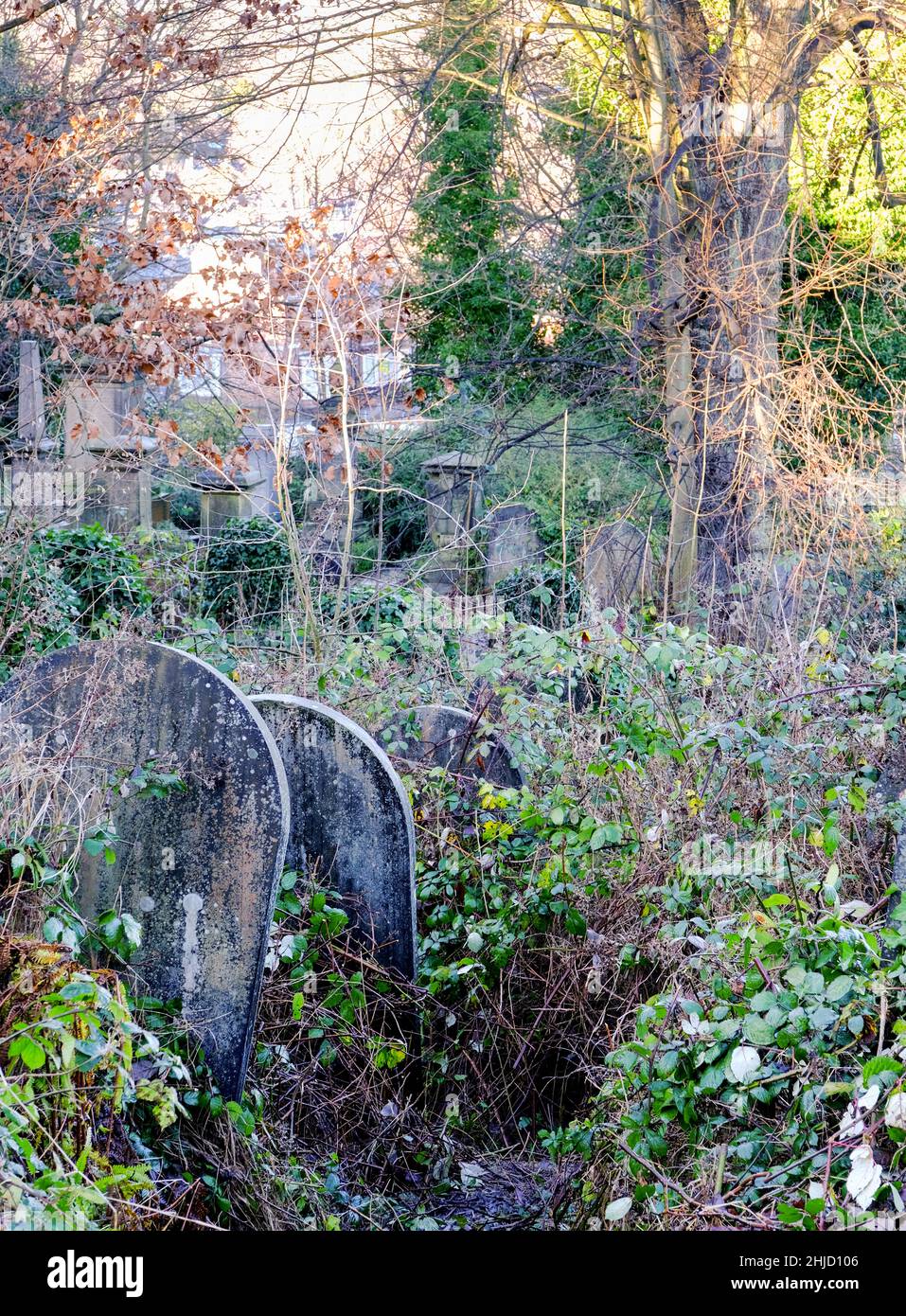 Sheffield General Cemetery. Tree lined paths thread through an ...
