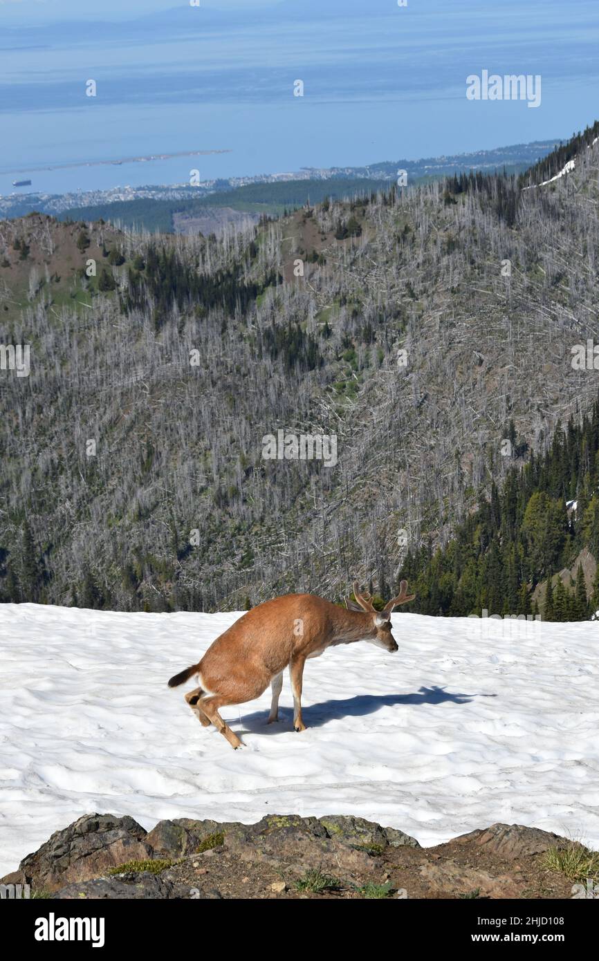 Heart o the forest trail hi-res stock photography and images - Alamy