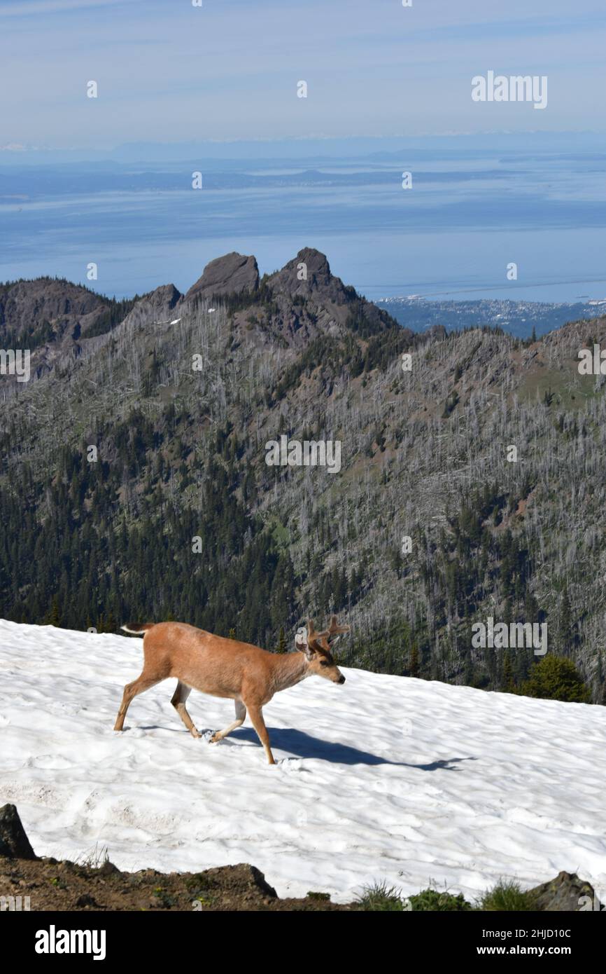 A deer atop Hurricane Ridge in Olympic National Park on the Olympic ...