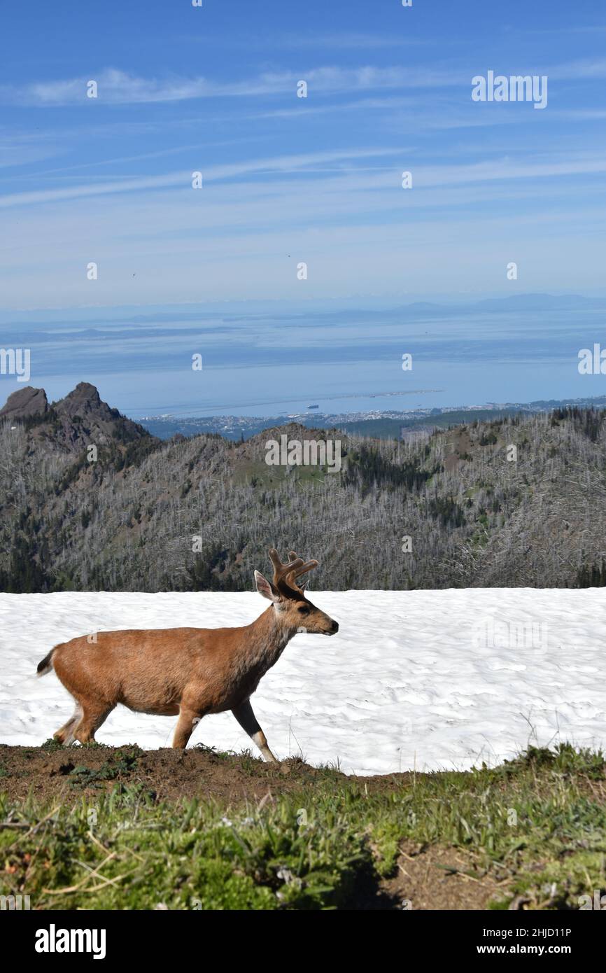 A deer atop Hurricane Ridge in Olympic National Park on the Olympic ...