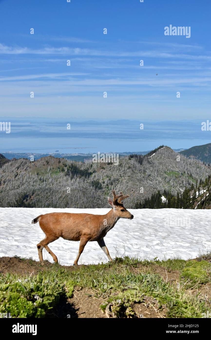 A deer atop Hurricane Ridge in Olympic National Park on the Olympic ...