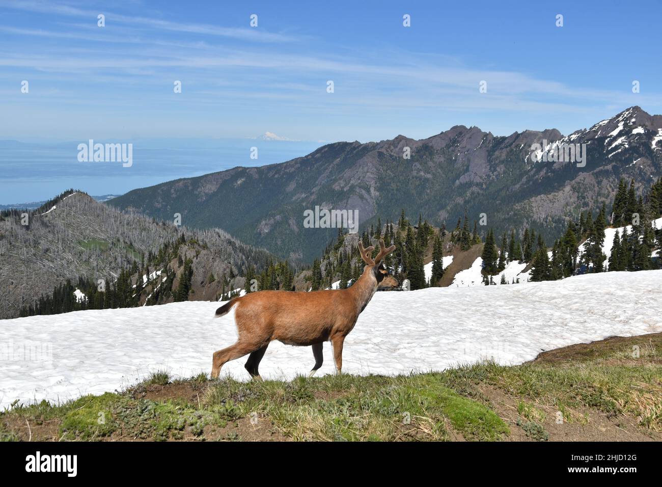 A deer atop Hurricane Ridge in Olympic National Park on the Olympic ...