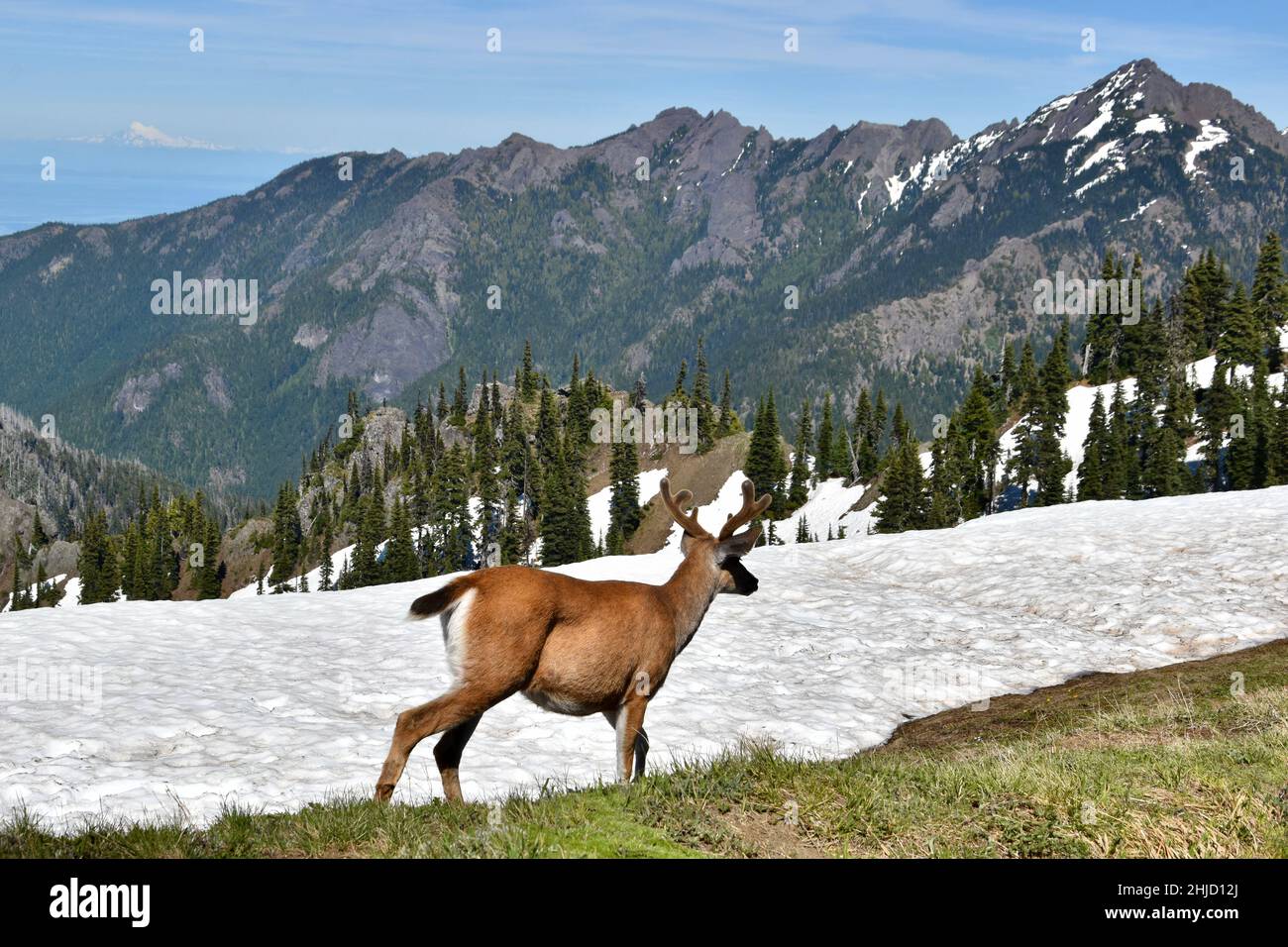 A deer atop Hurricane Ridge in Olympic National Park on the Olympic ...