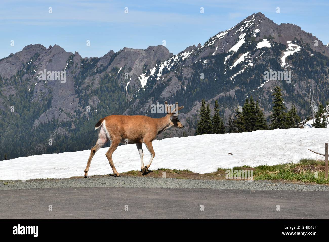 A deer atop Hurricane Ridge in Olympic National Park on the Olympic ...