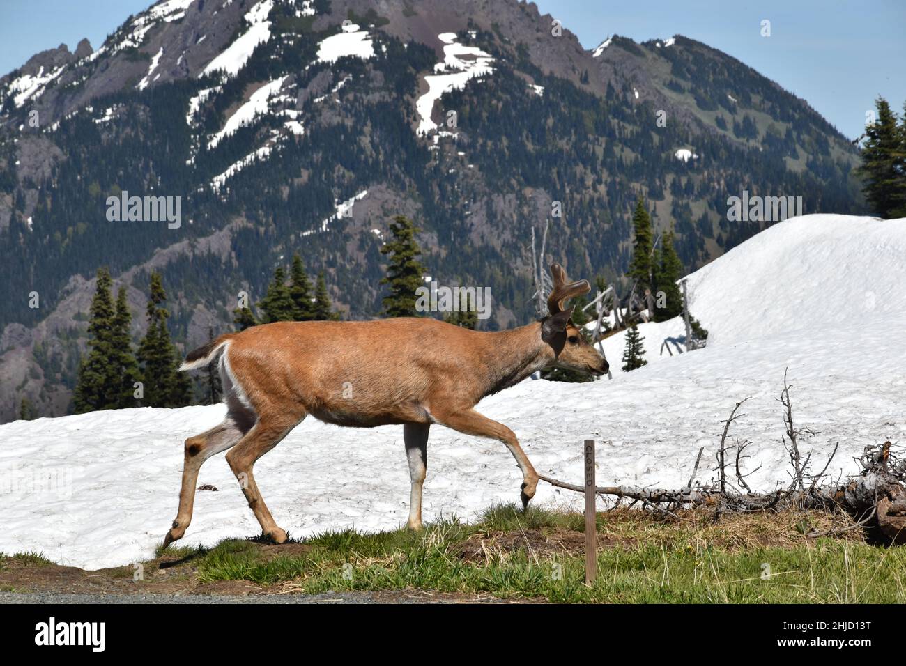 Heart o the forest trail hi-res stock photography and images - Alamy