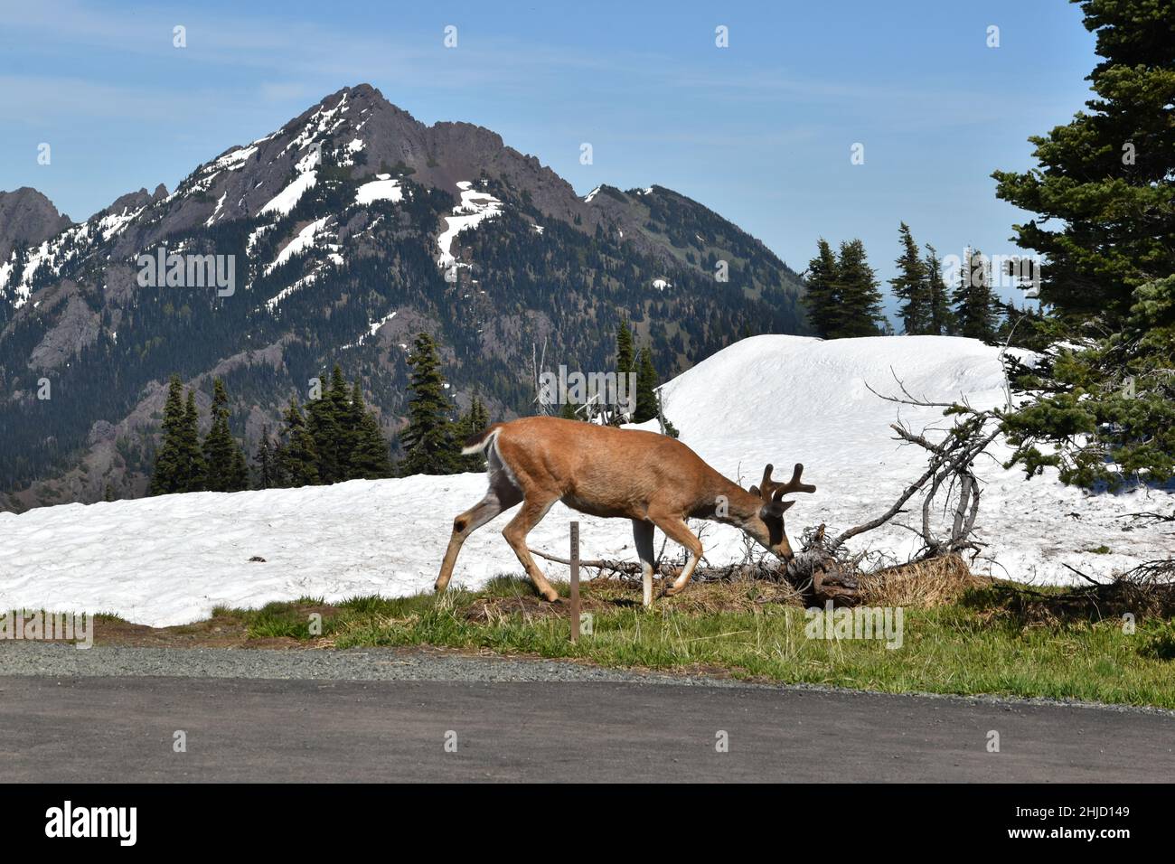 A deer atop Hurricane Ridge in Olympic National Park on the Olympic ...