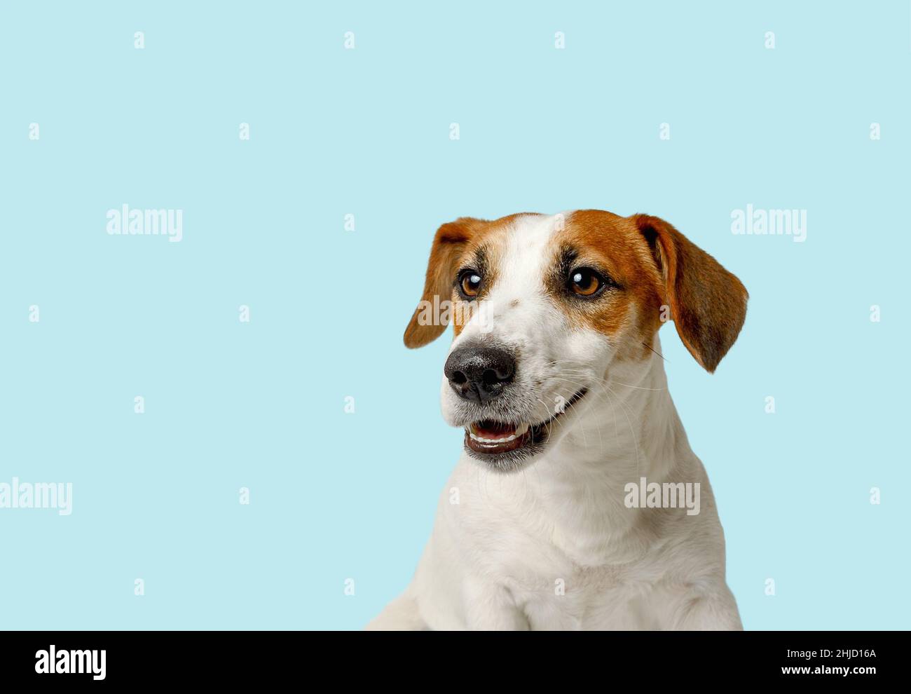 Cute dog with smiling showing white teeth. Animal healthcare concept ...