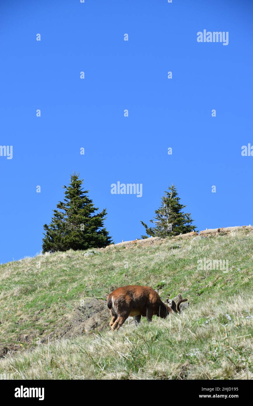 A deer atop Hurricane Ridge in Olympic National Park on the Olympic ...