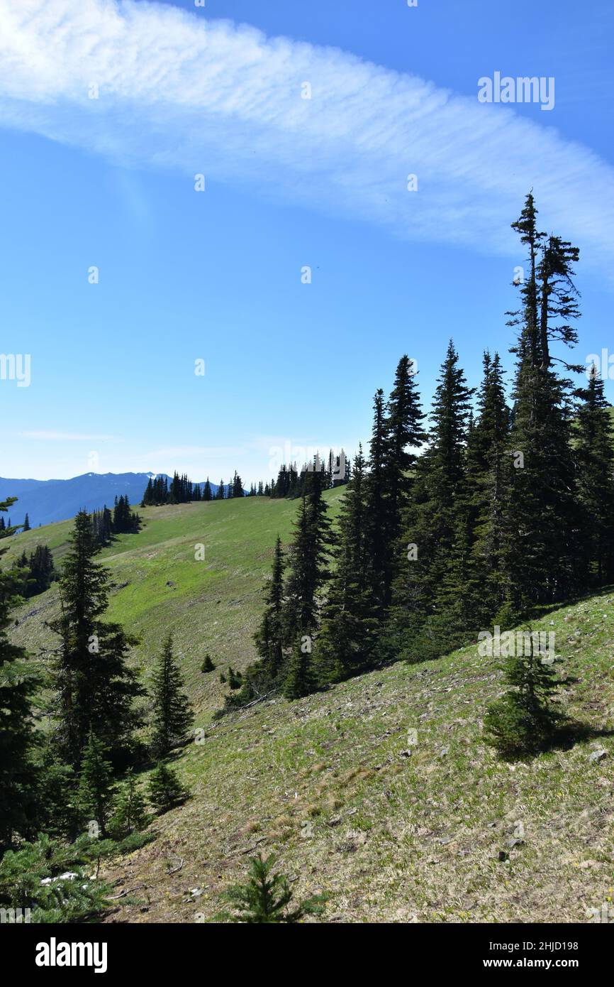 Hurricane Ridge atop Olympic National Park, Washington State, USA Stock ...