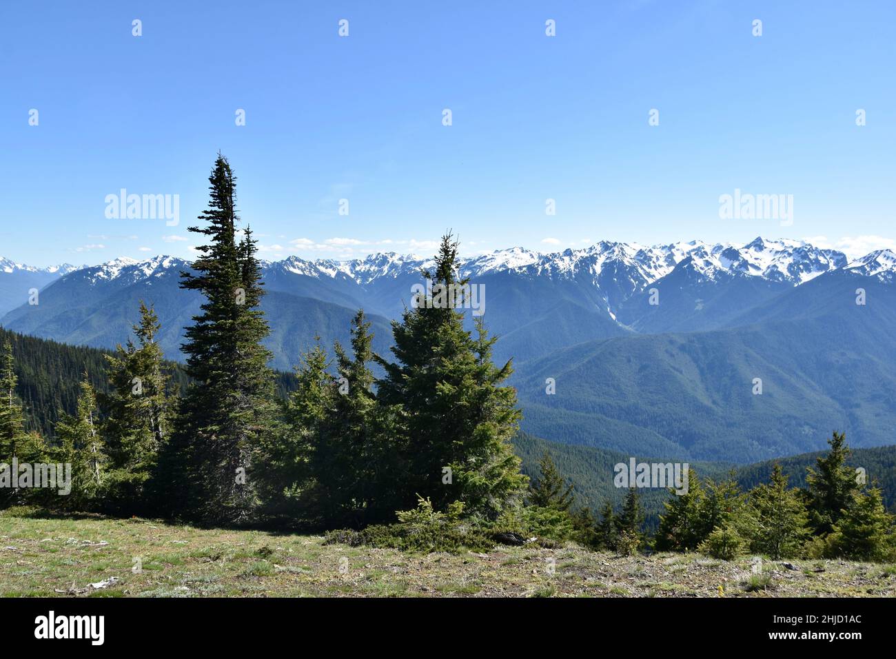 Hurricane Ridge atop Olympic National Park, Washington State, USA Stock ...