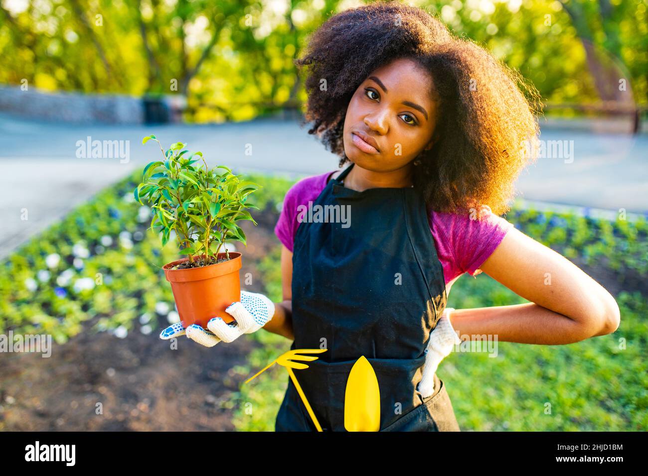 brazilian unhappy tired woman holding small tree in the pot and looking ...