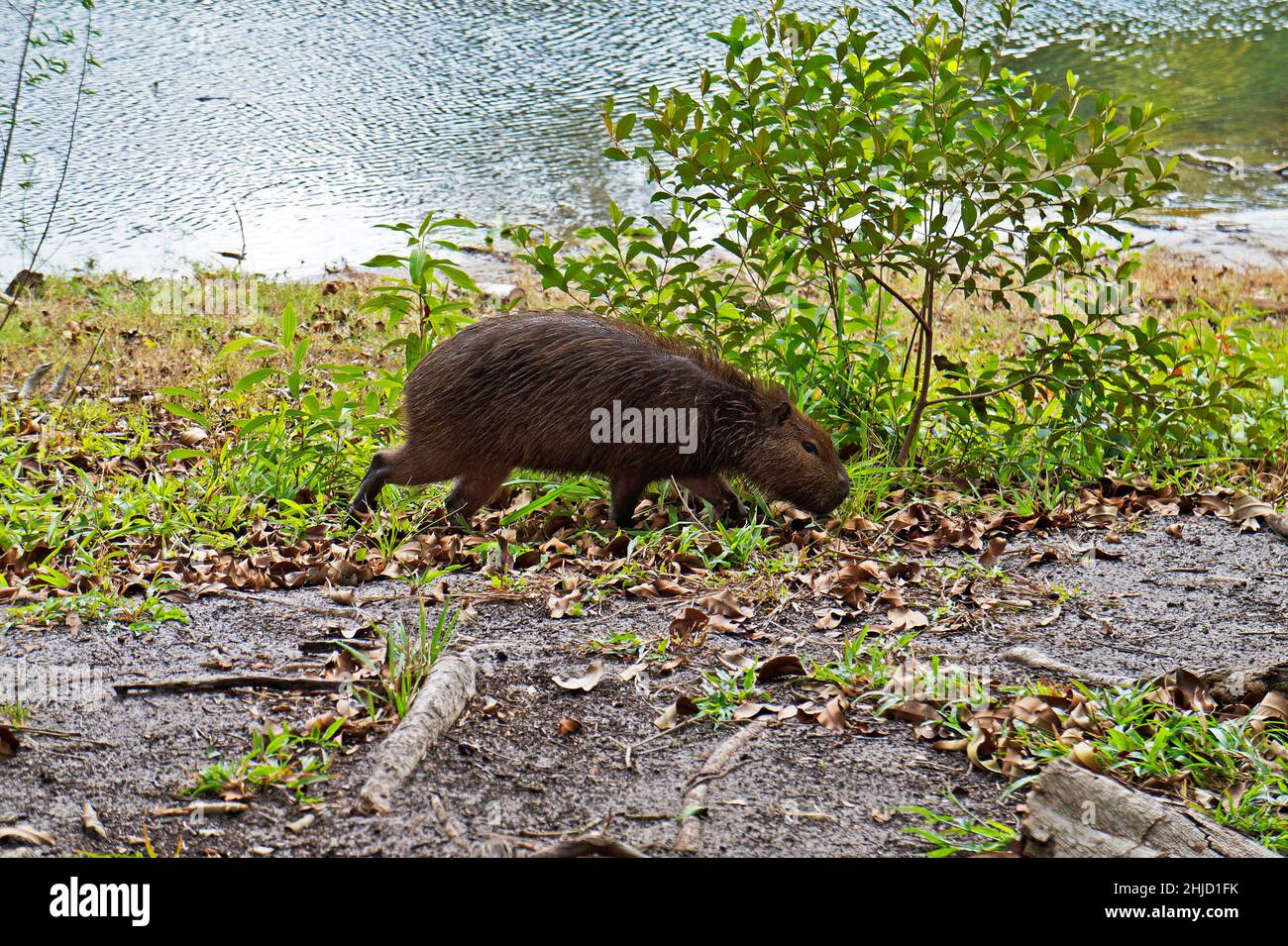 Capybara grazing (Hydrochoerus hydrochaeris), Rio Stock Photo - Alamy