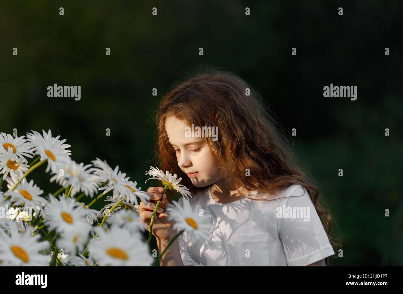 Cute girl shelling daisy flower. Healthy, medical concept Stock Photo ...