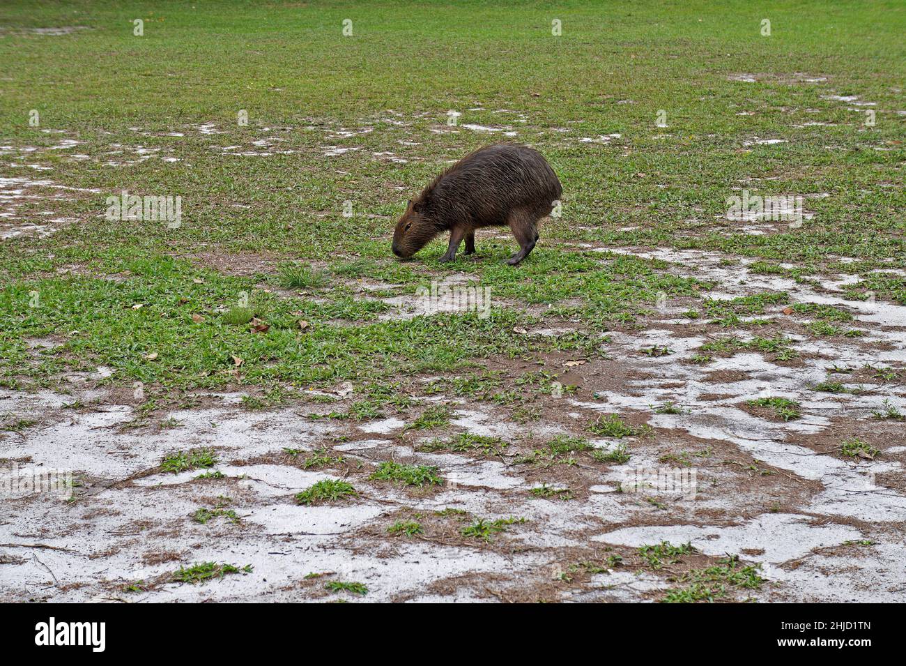 Capybara grazing (Hydrochoerus hydrochaeris), Rio Stock Photo - Alamy