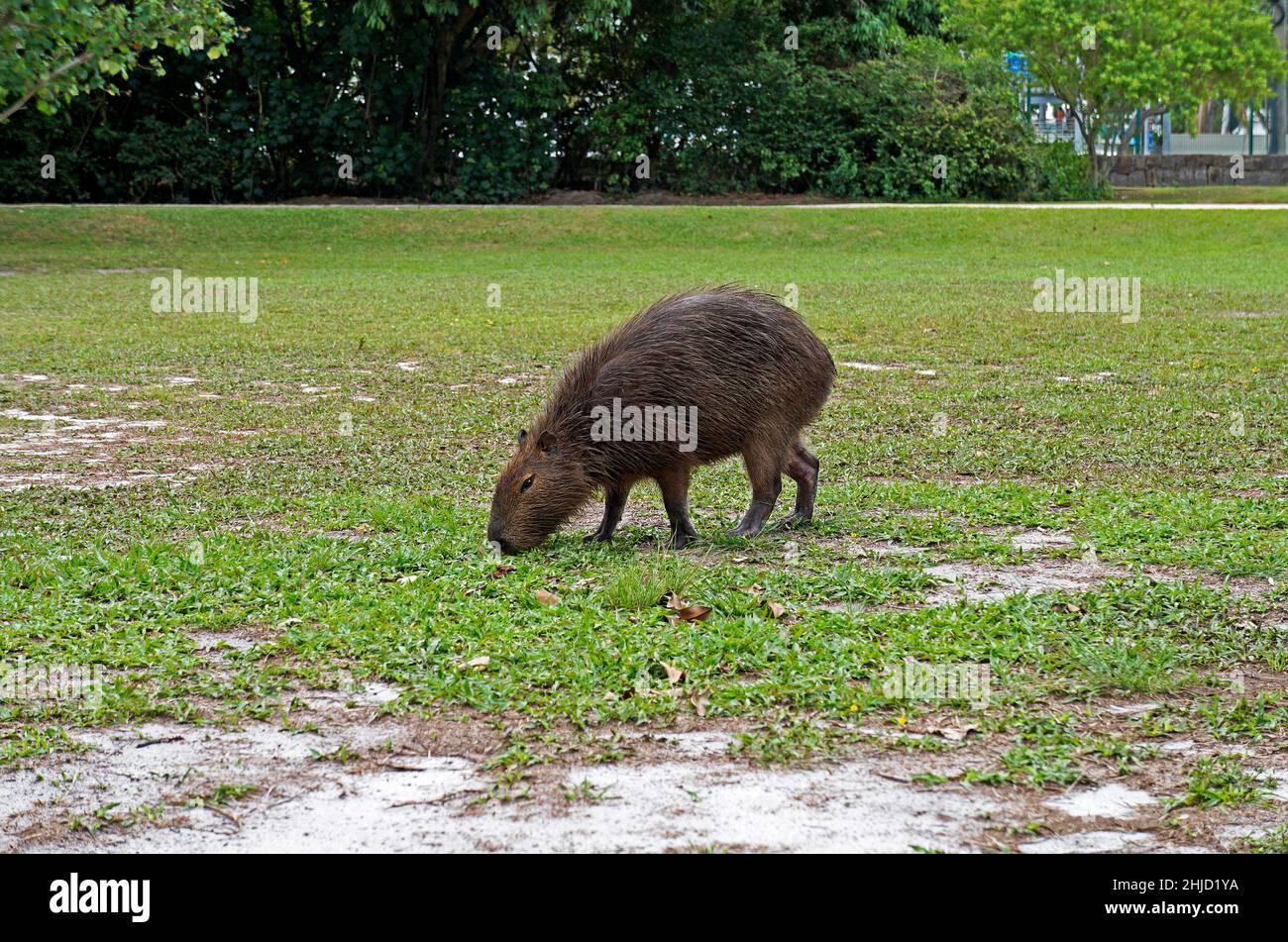 Capybara grazing (Hydrochoerus hydrochaeris), Rio Stock Photo - Alamy