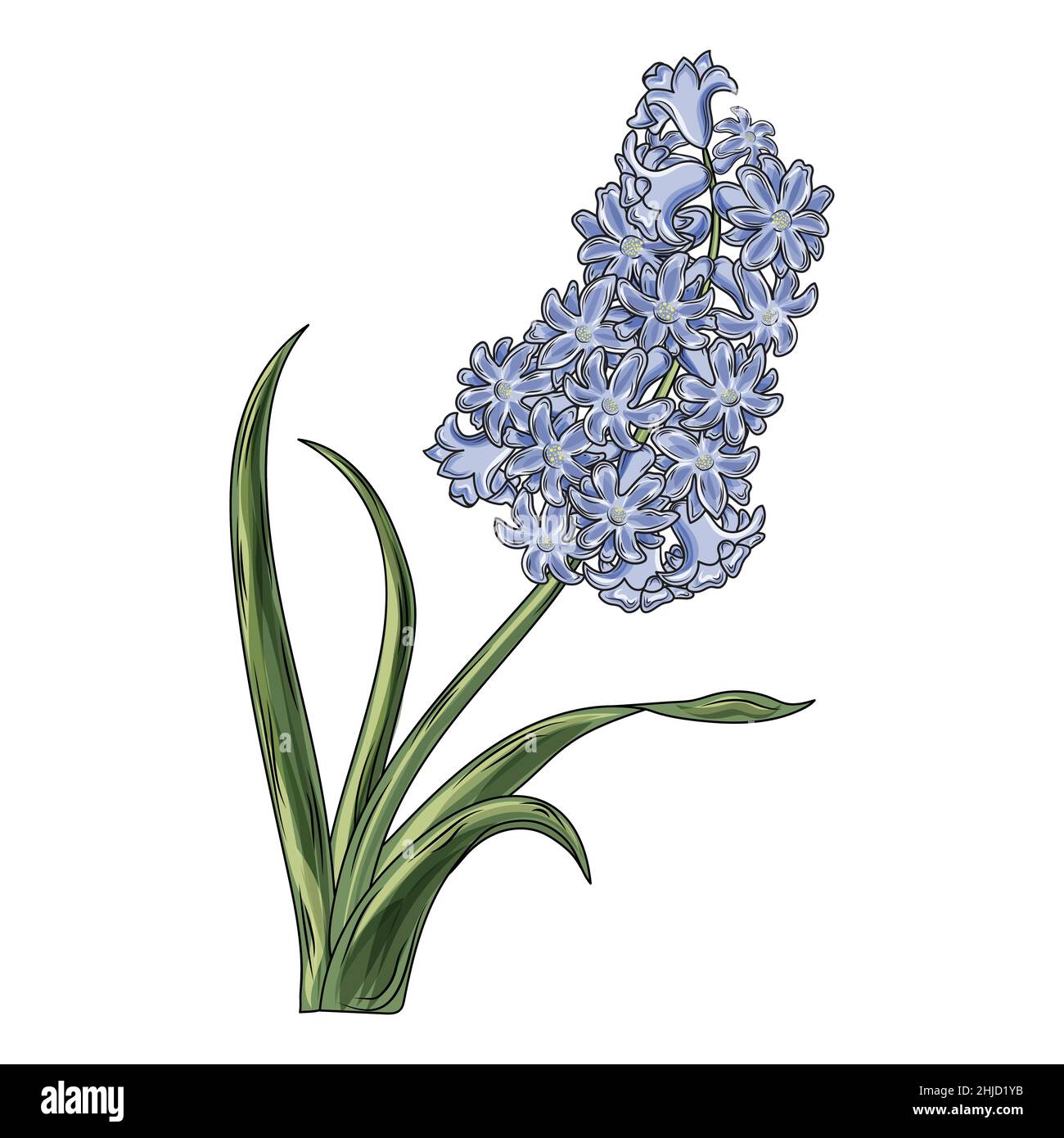 Blue hyacinth flower. Vector illustration Stock Vector Image & Art - Alamy