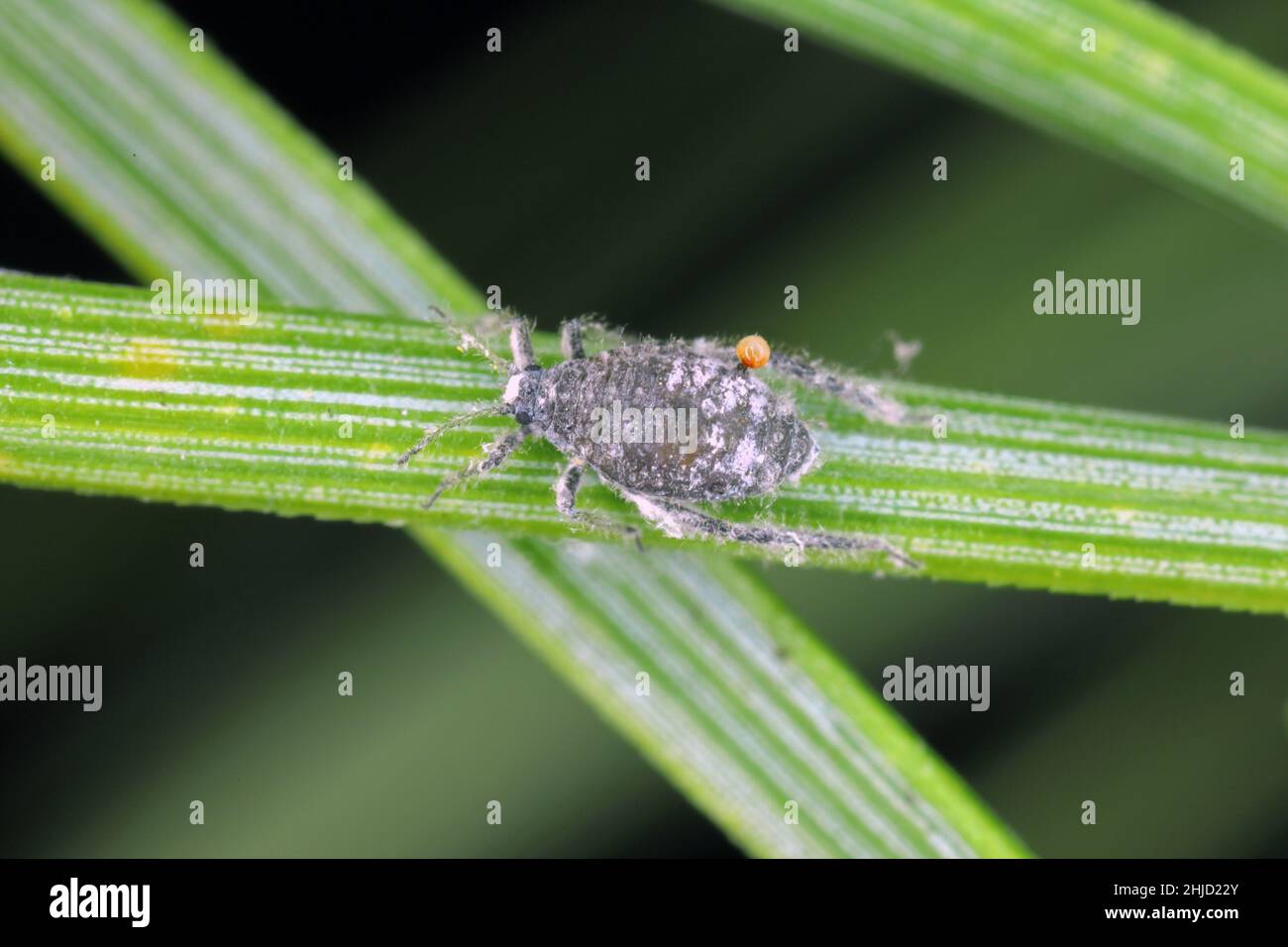 The waxy grey pine needle aphid - Schizolachnus pineti is common and ...