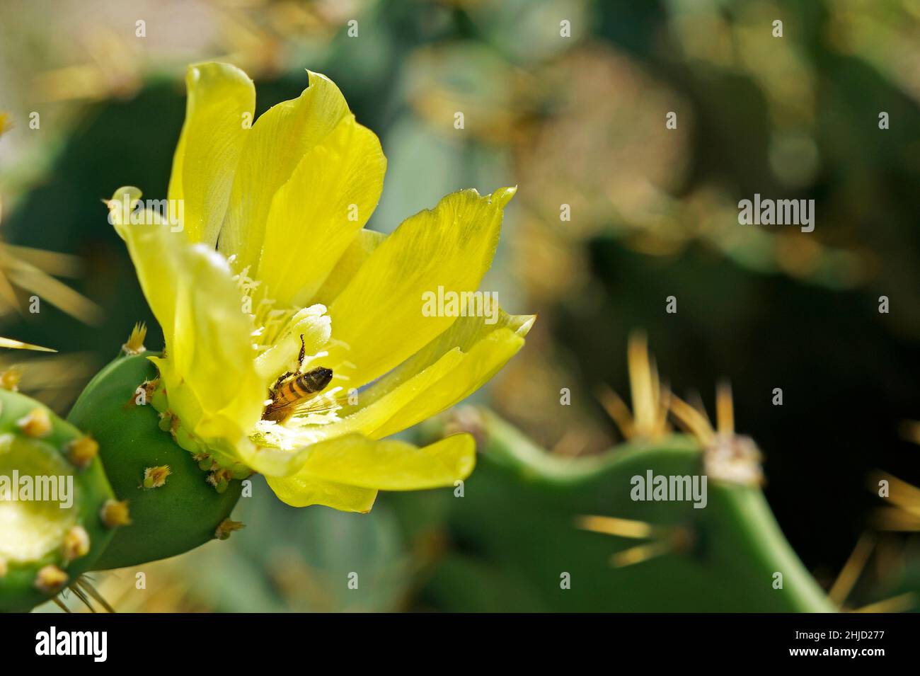 Yellow cactus flower and bee Stock Photo - Alamy