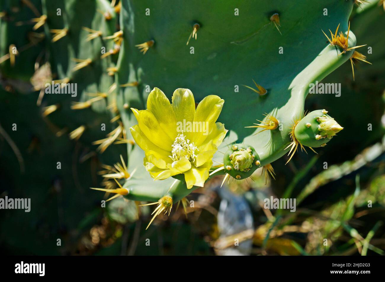 Beautiful cacti in the beach hi-res stock photography and images - Alamy