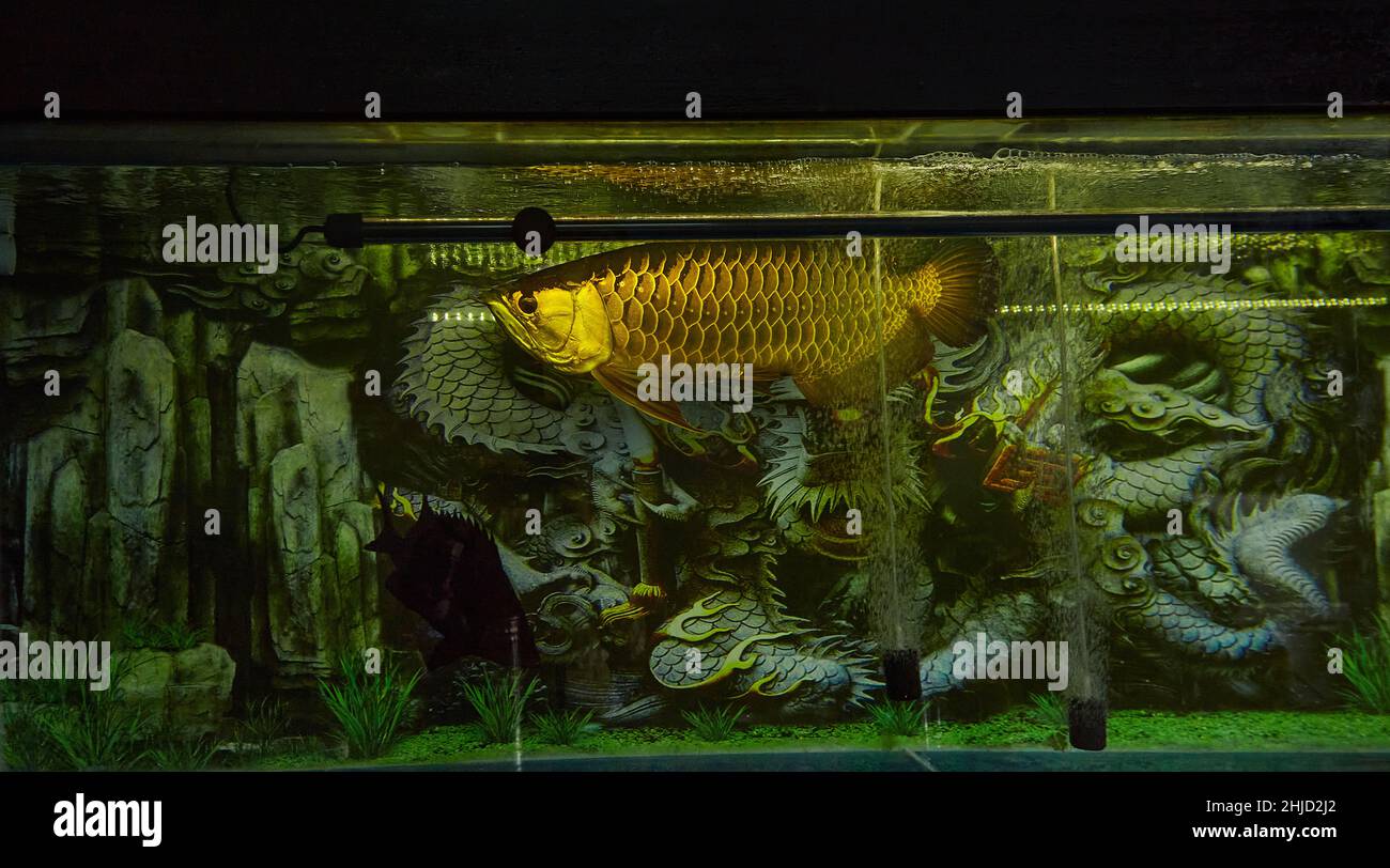 The Asian arowana, (Scleropages formosus) in a big aquarium with beauty ...