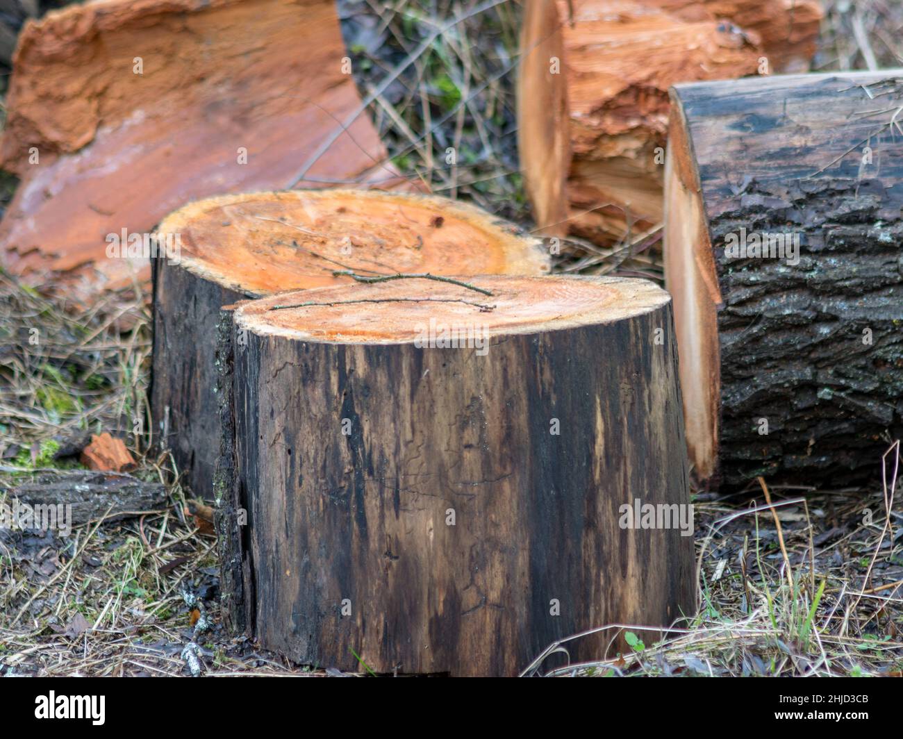 picture with thick wooden blocks, trees in bright orange color Stock ...