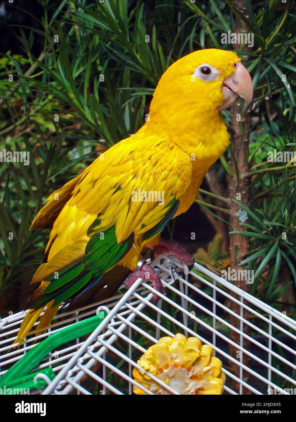 Golden conure (Guaruba guarouba), Rio Stock Photo - Alamy