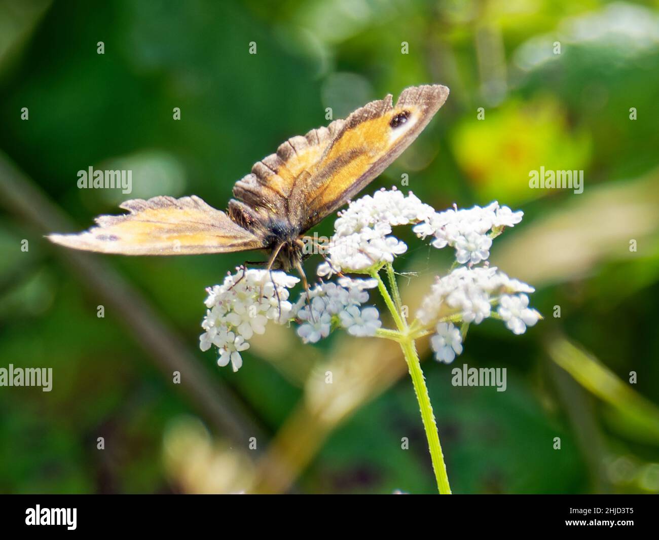 Parallel to camera hi-res stock photography and images - Alamy
