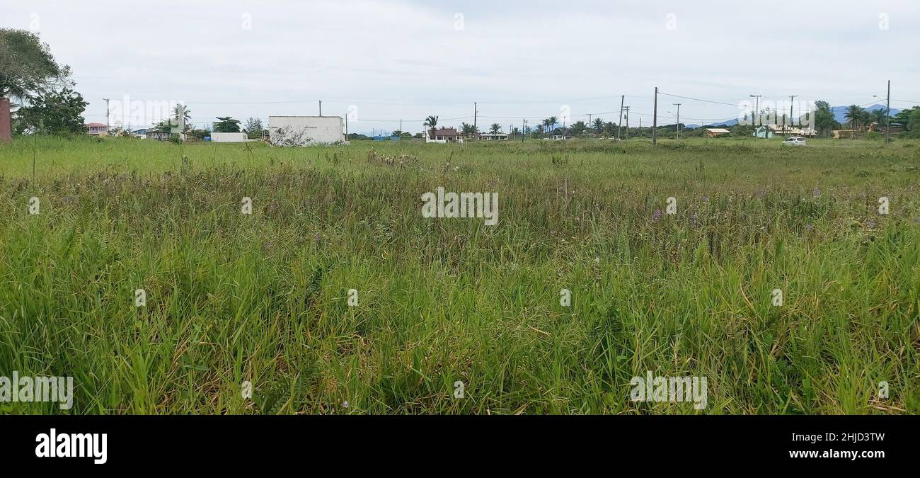Grass field, Ilha Comprida, São Paulo, Brazil Stock Photo - Alamy
