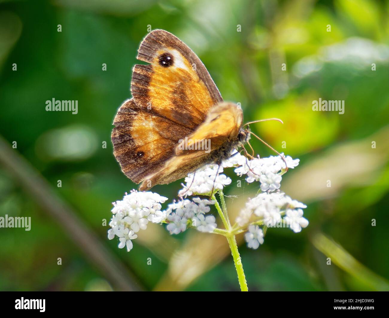 Parallel to camera hi-res stock photography and images - Alamy