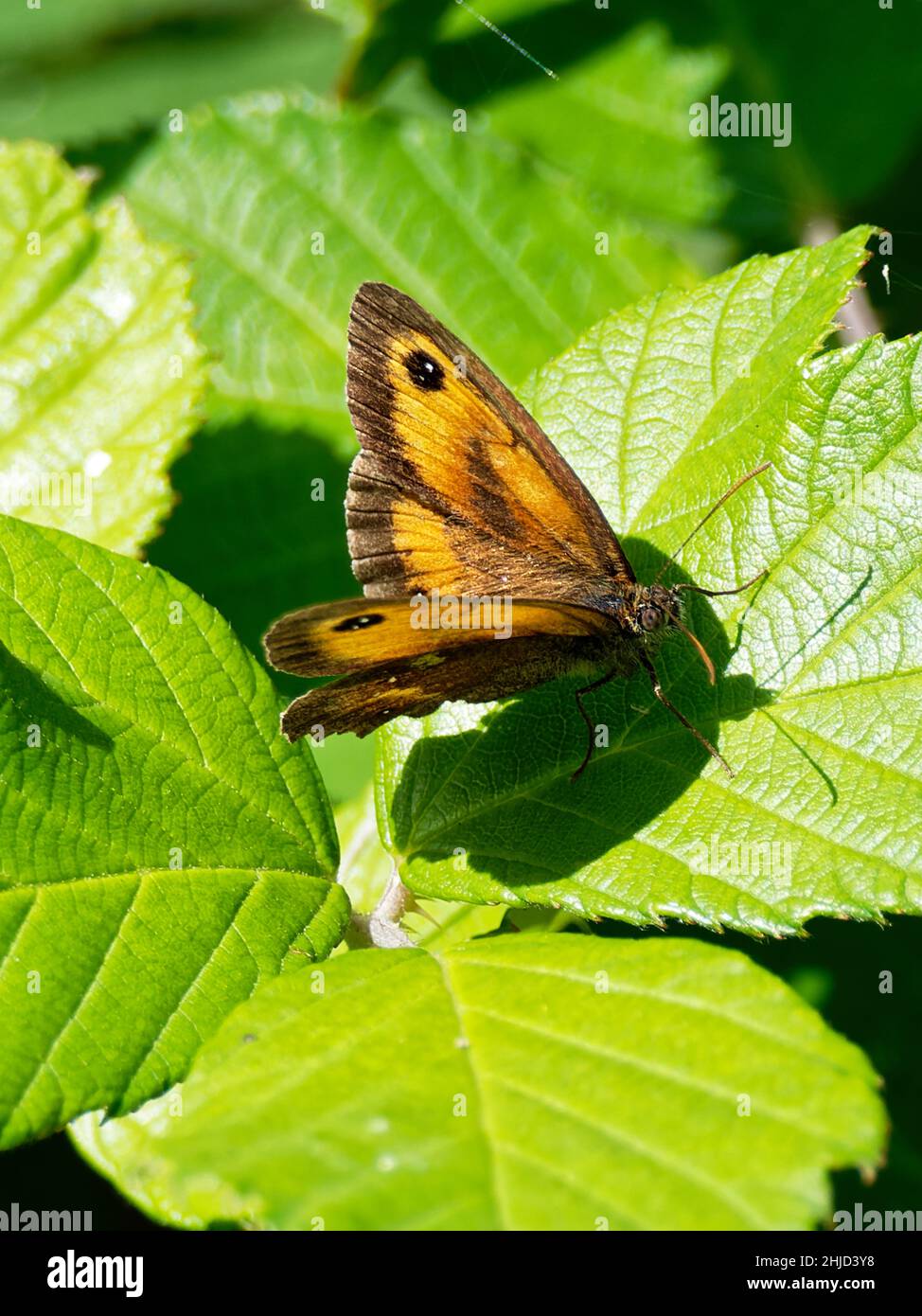 Female gatekeeper uk hi-res stock photography and images - Alamy