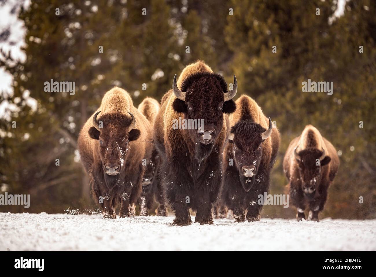 Bison herd in winter Stock Photo - Alamy