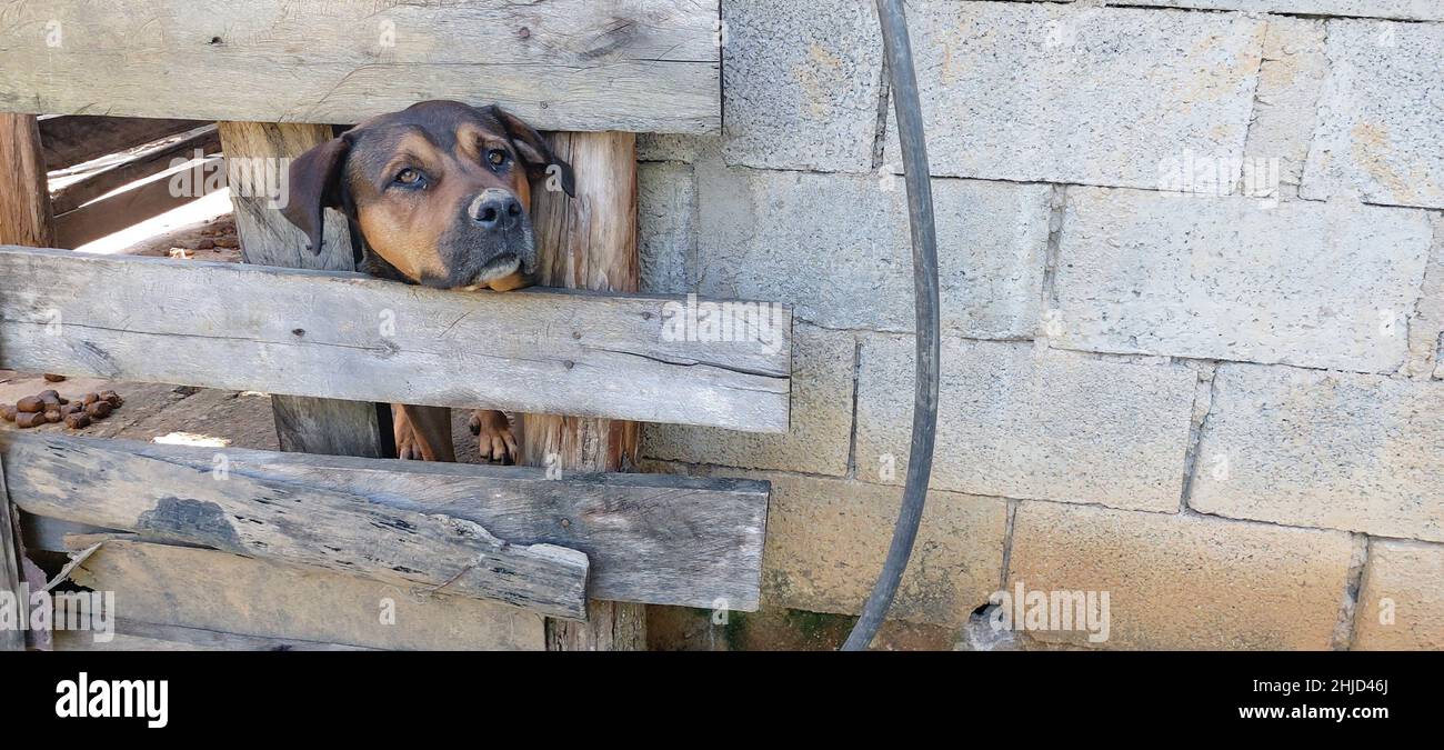 Dog looking, Minas Gerais, Brazil Stock Photo - Alamy