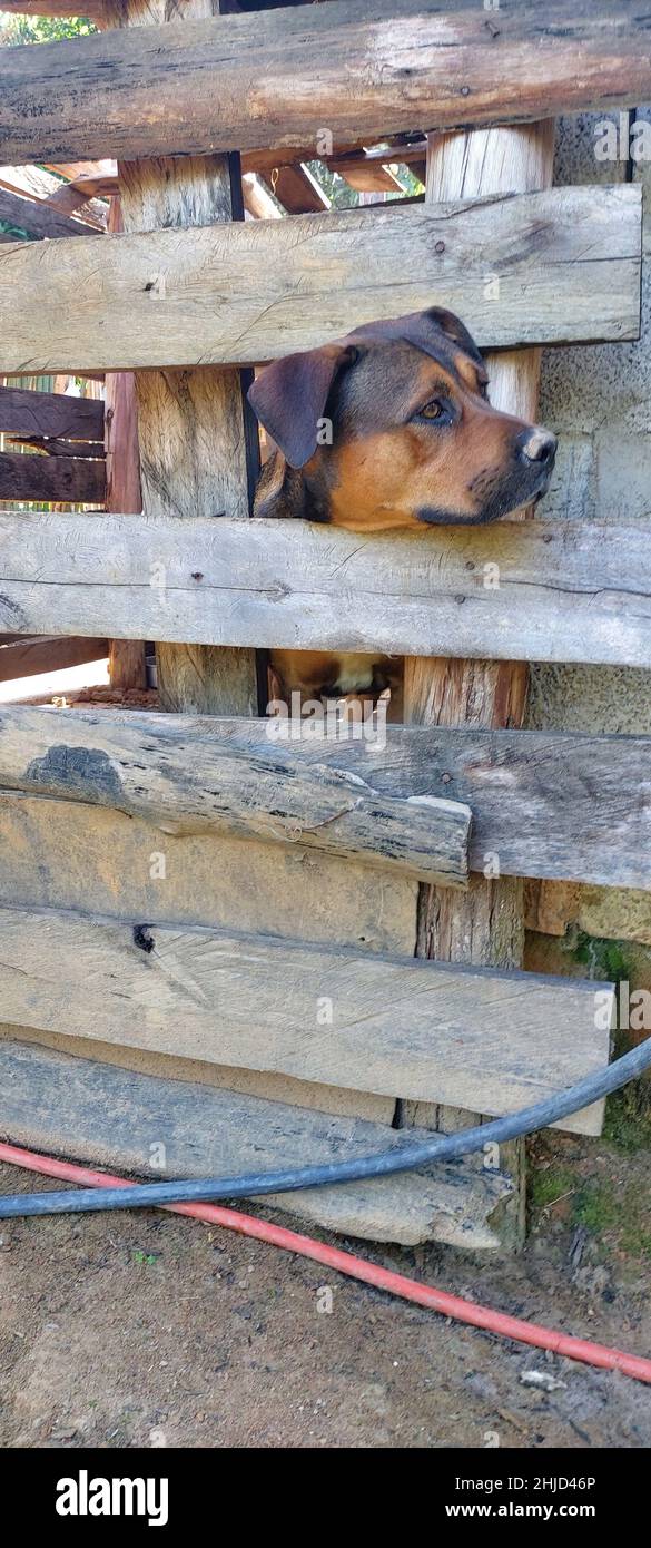 Dog looking, Minas Gerais, Brazil Stock Photo - Alamy