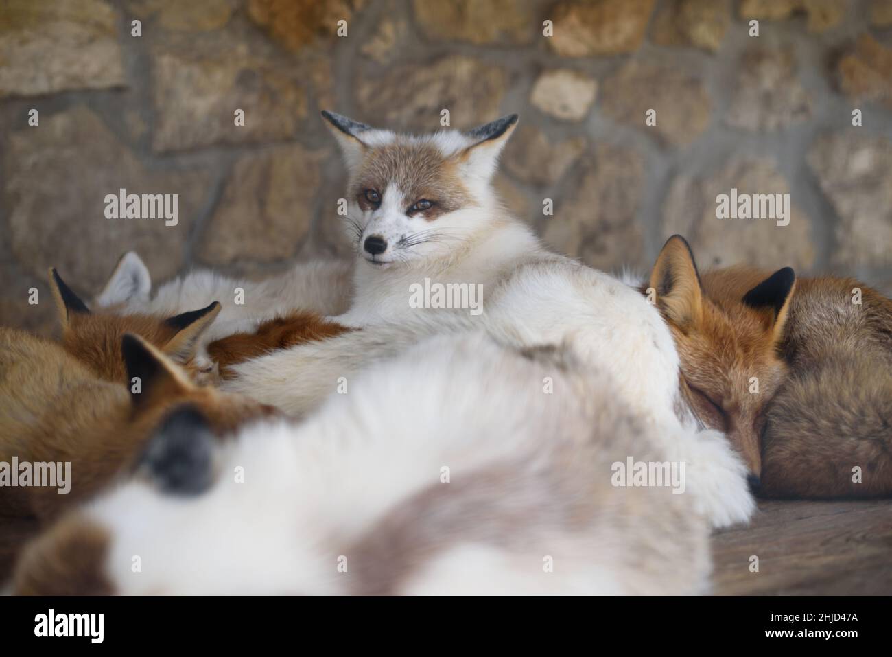 Many beautiful multi colored foxes relaxing on the floor in zoo. Wild ...