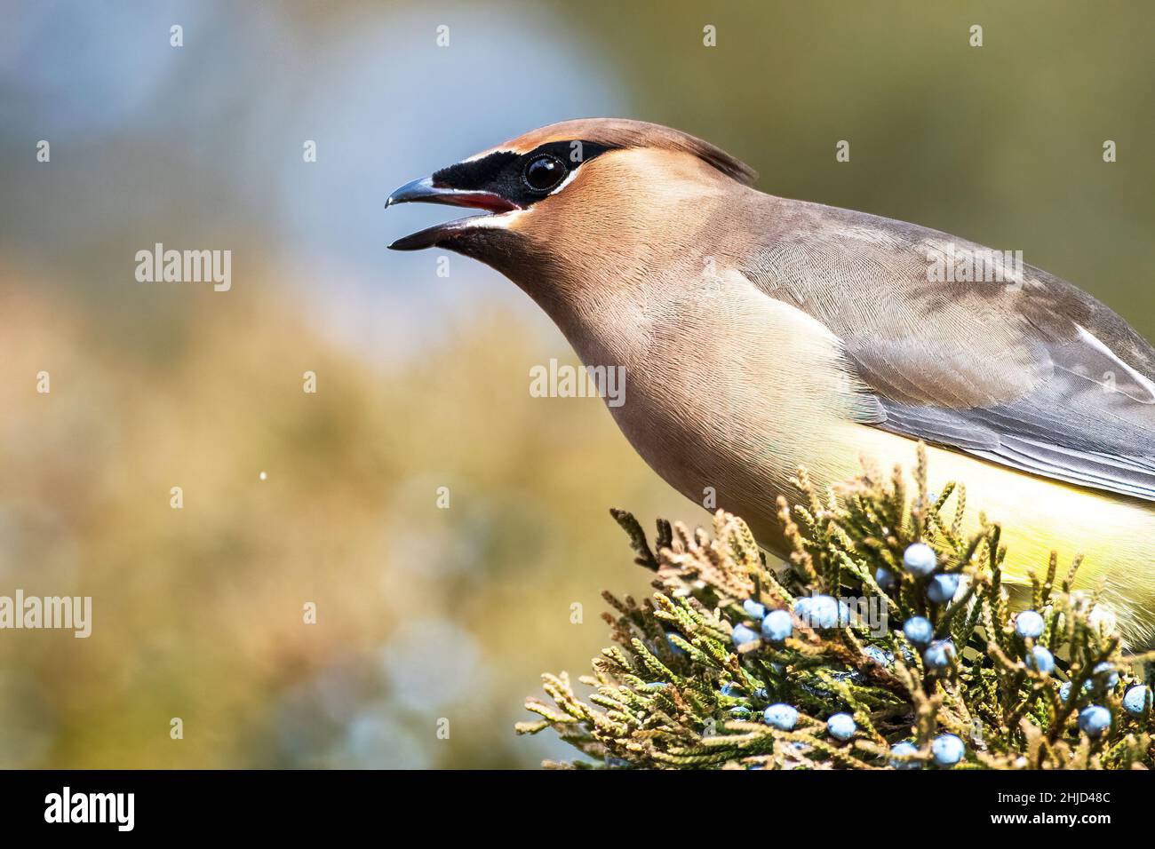 Cedar waxwing close-up on eastern red cedar during winter Stock Photo ...