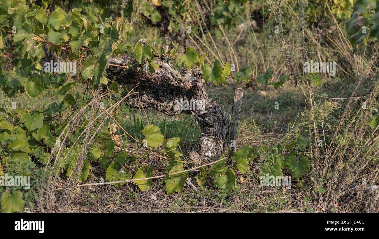 Old gnarled bush vine plant in the gard region of Southern France ...