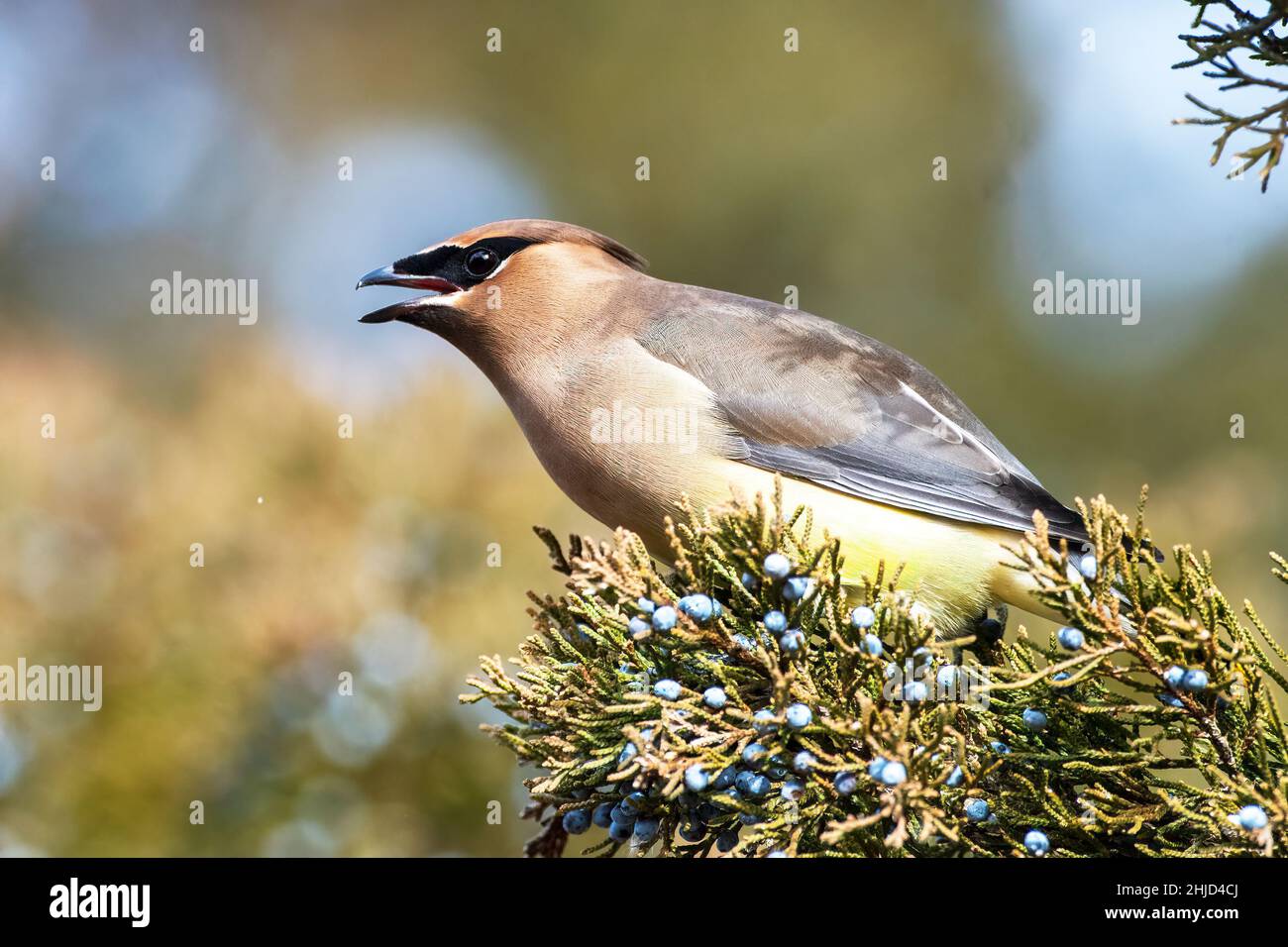 Cedar waxwing on eastern red cedar during winter Stock Photo - Alamy