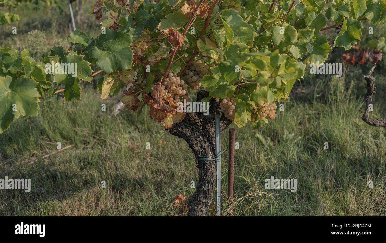 White fully ripe grape variety on a bush vine in the sunshine of the ...