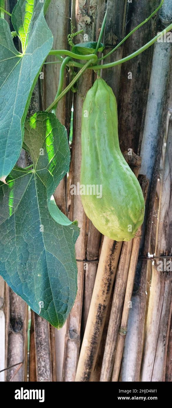 Chayote tree hi-res stock photography and images - Alamy