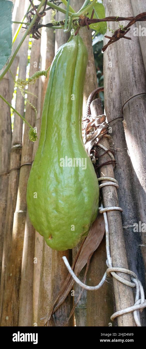 Chayote tree hi-res stock photography and images - Alamy