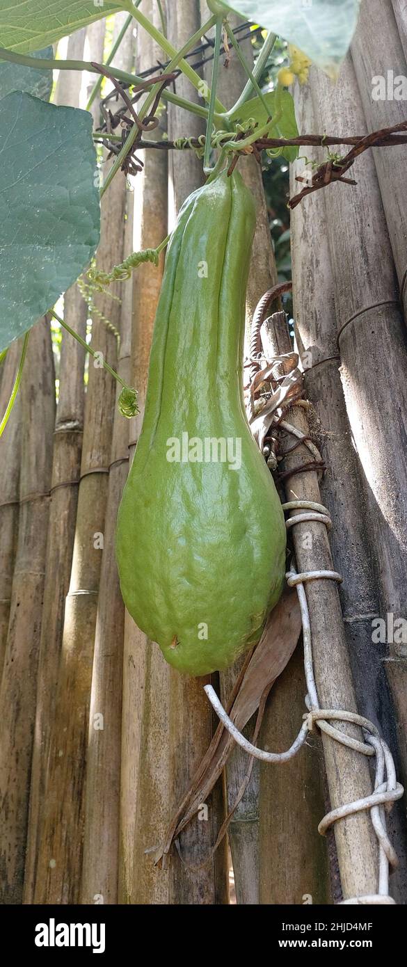 Chayote tree hi-res stock photography and images - Alamy