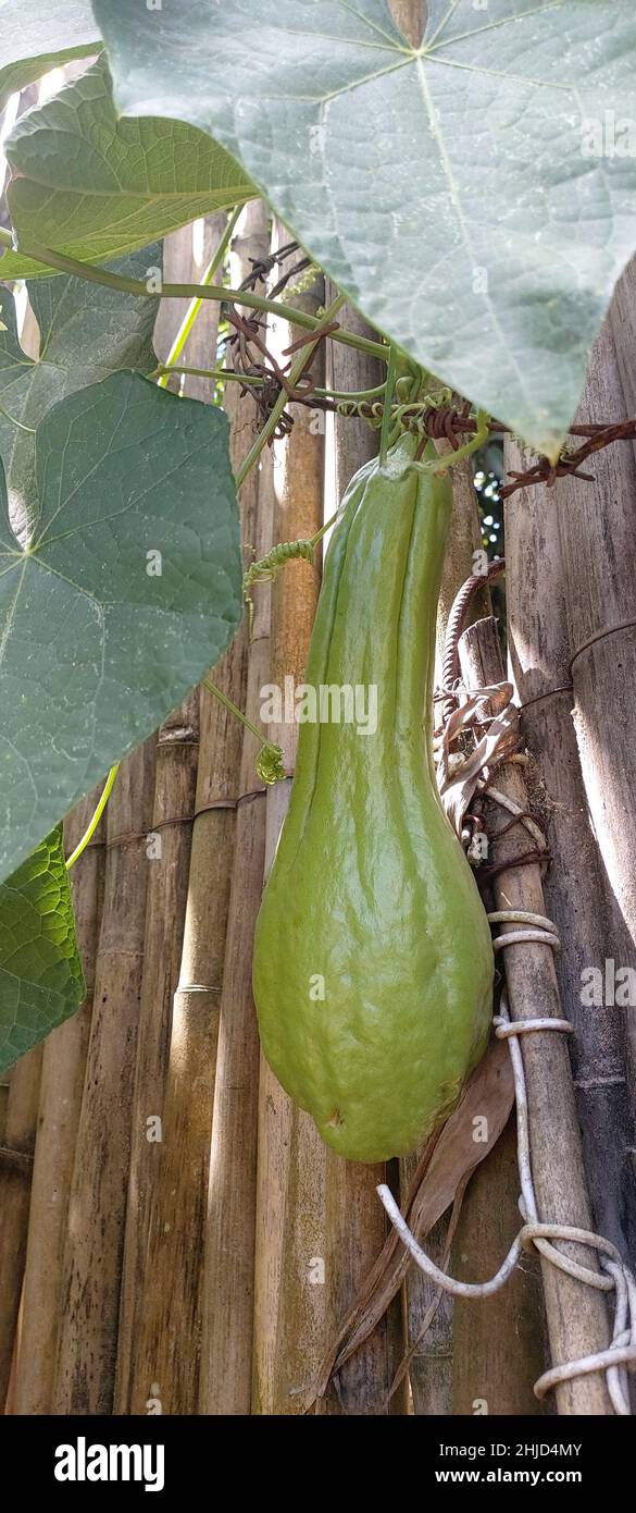Chayote tree hi-res stock photography and images - Alamy