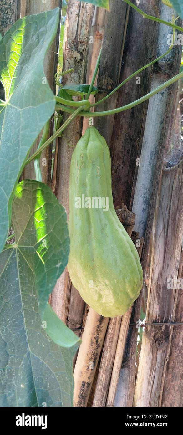 Chayote tree hi-res stock photography and images - Alamy