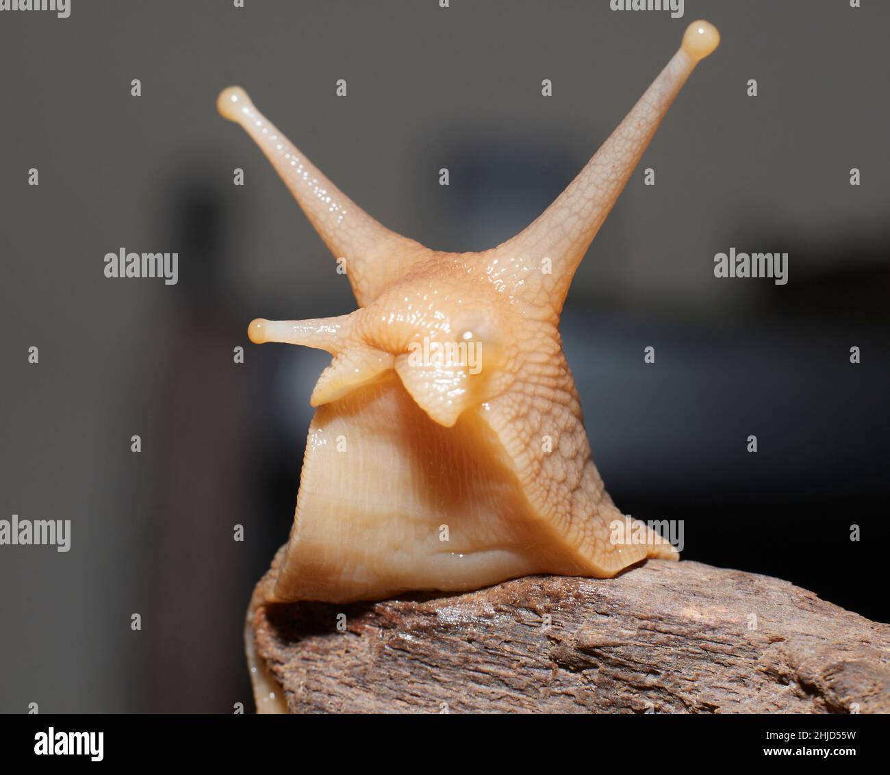 Giant african snail hi-res stock photography and images - Alamy