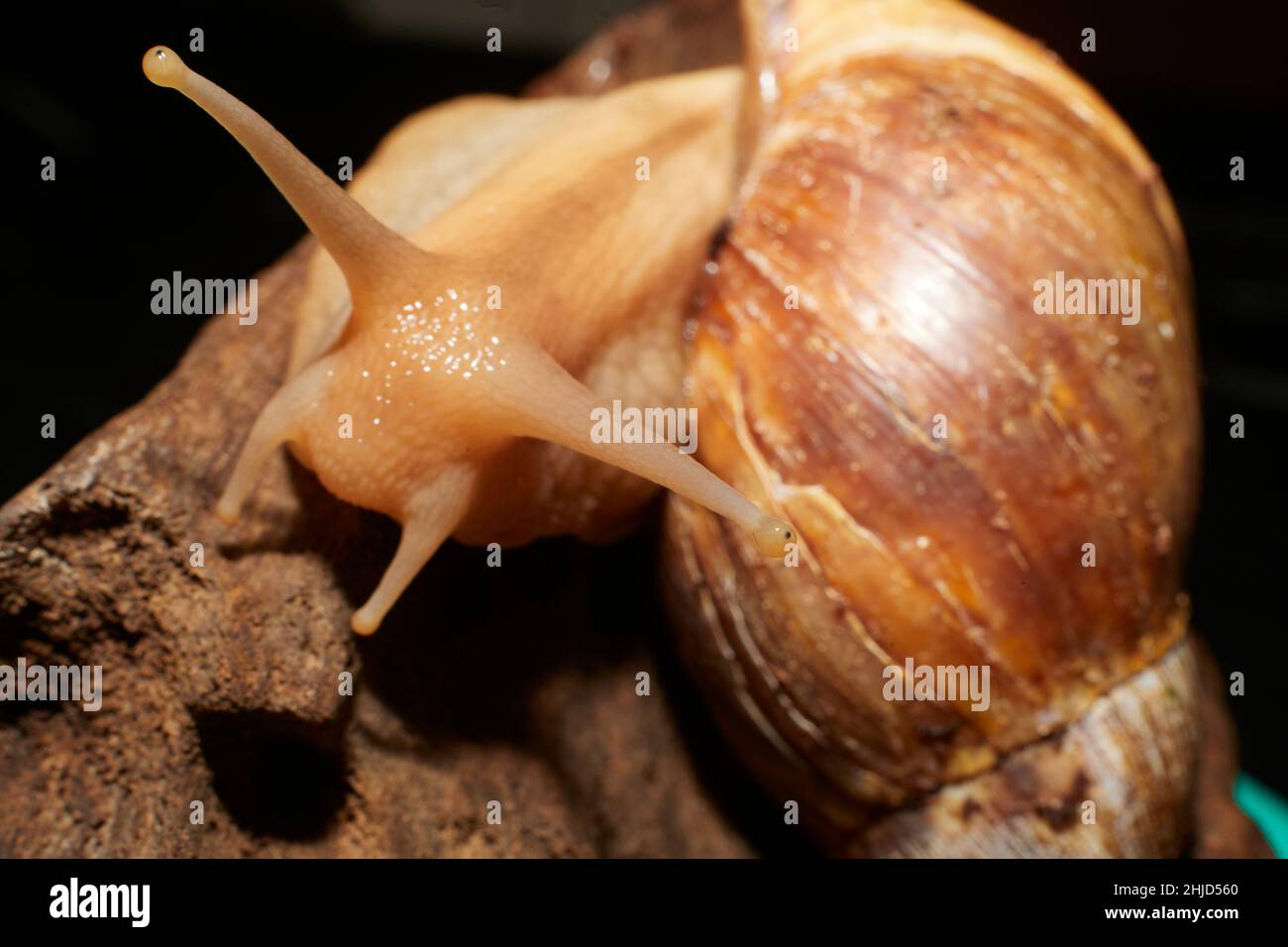 Giant garden snail hi-res stock photography and images - Alamy