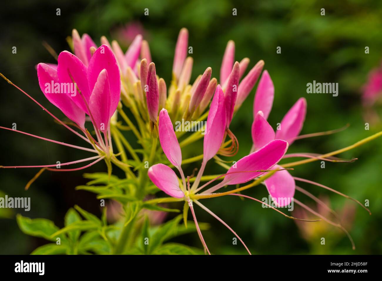 Closeup shot of the beautiful pink spider lily or cleome blooming in ...