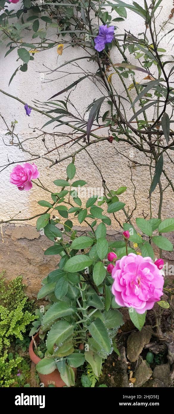 Pink rose flower, Minas Gerais, Brazil Stock Photo - Alamy