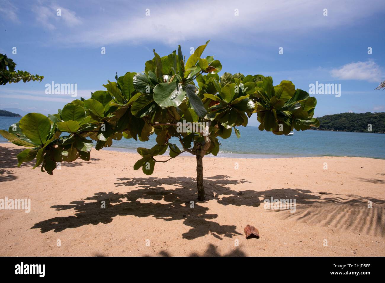 Small tree, Brazilian beach, background sea Stock Photo - Alamy