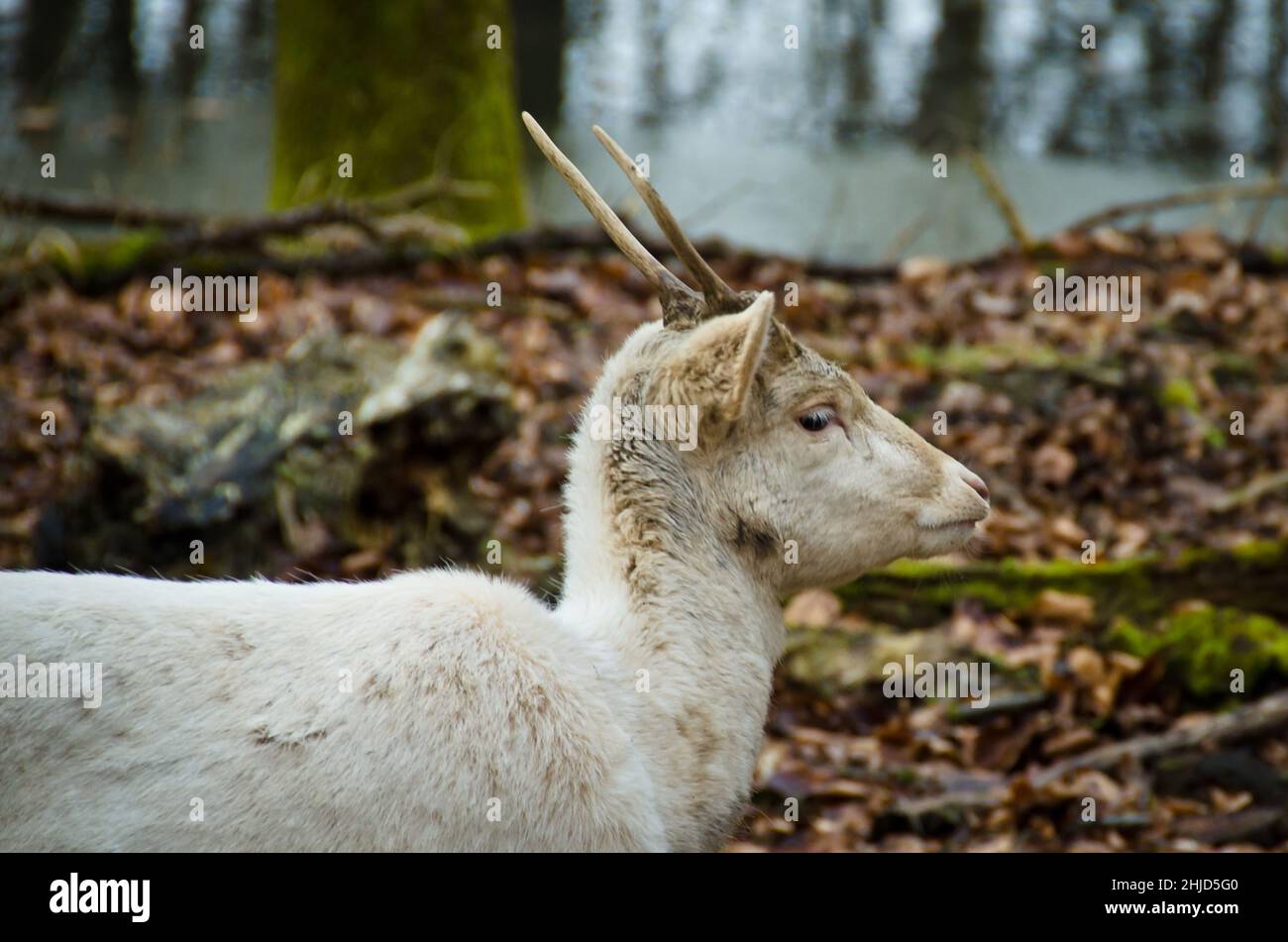 Rare white fallow deer stag hi-res stock photography and images - Alamy